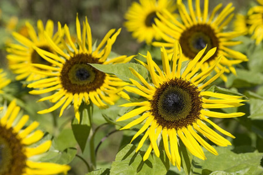 Sunflower Stella Gold 15 Seeds - Etsy