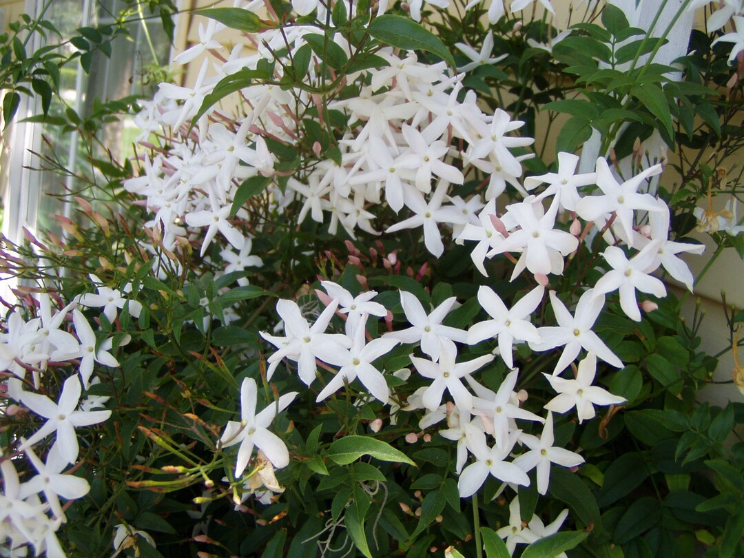 Pink or Winter Jasmine Fragrant Jasminum Polyanthum Plant - Etsy