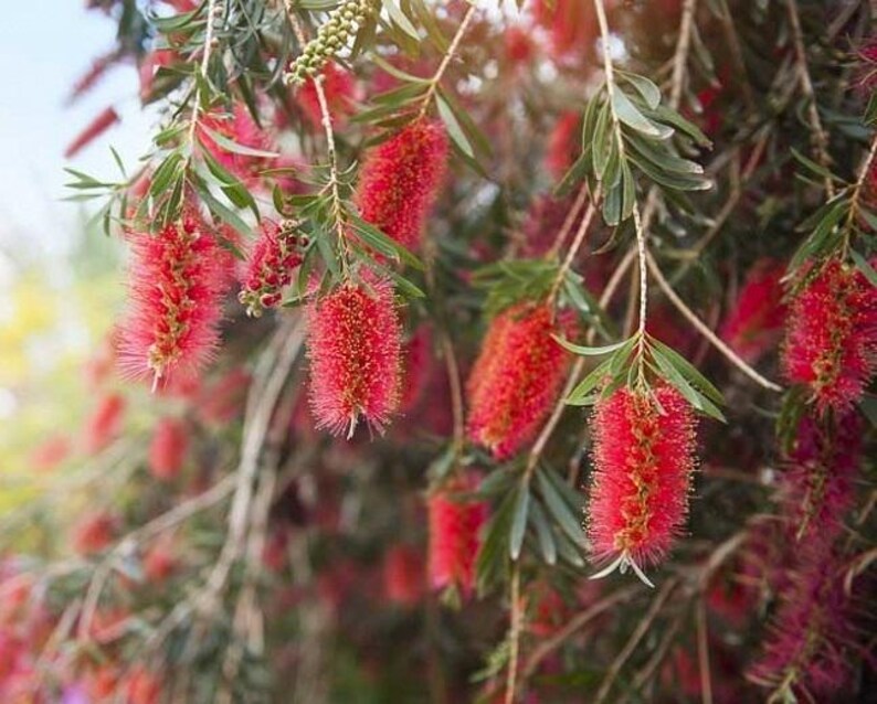 Callistemon Viminalis Weeping Bottlebrush Shrub 20 Seeds - Etsy