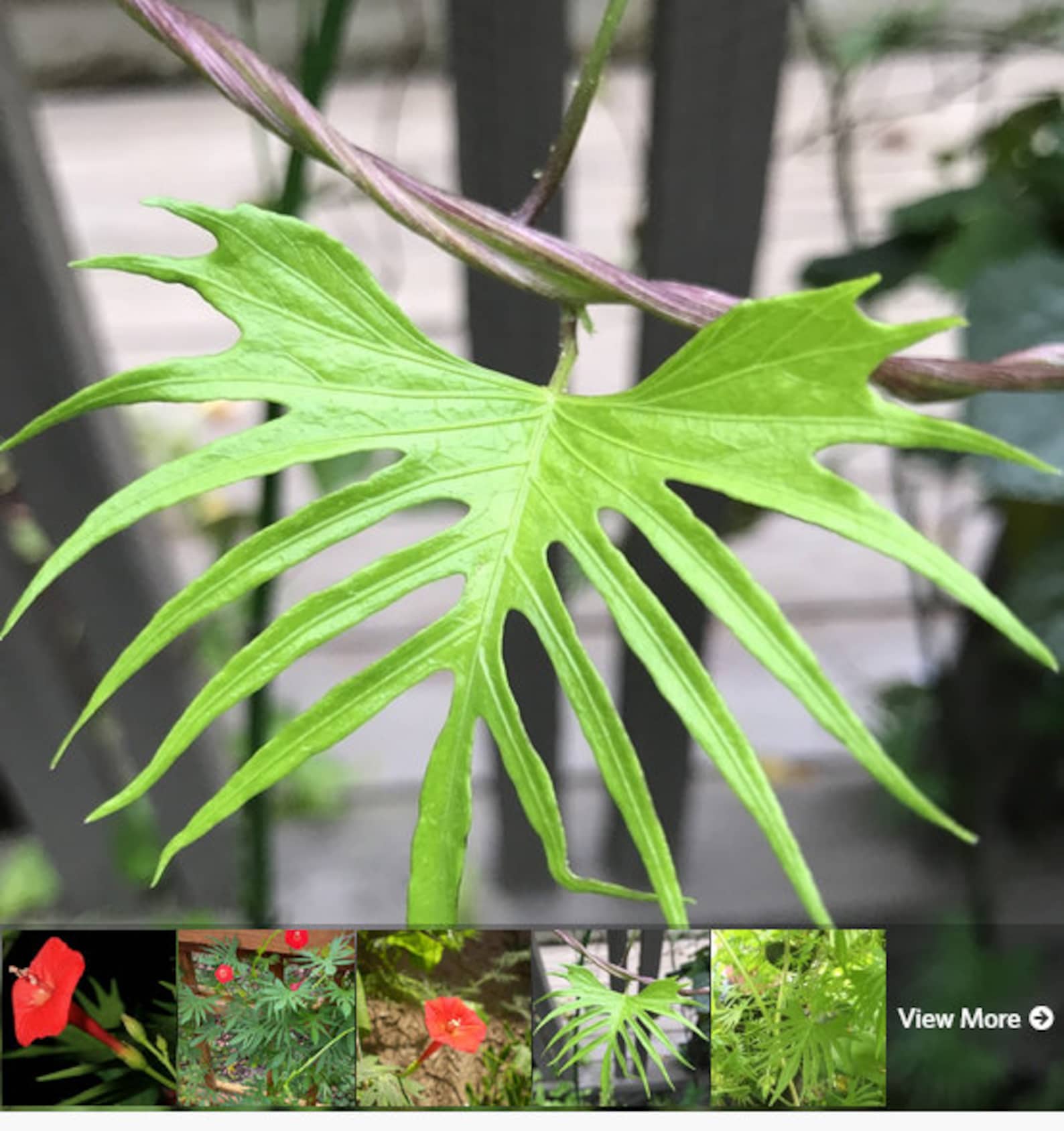 Morning Glory Ipomoea Multifida Cardinal Climber 10 Seeds - Etsy