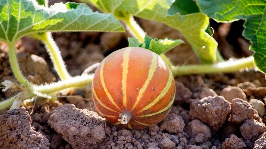 Plum Granny Cucumis Melo Var. Dudaim 10 Seeds - Etsy