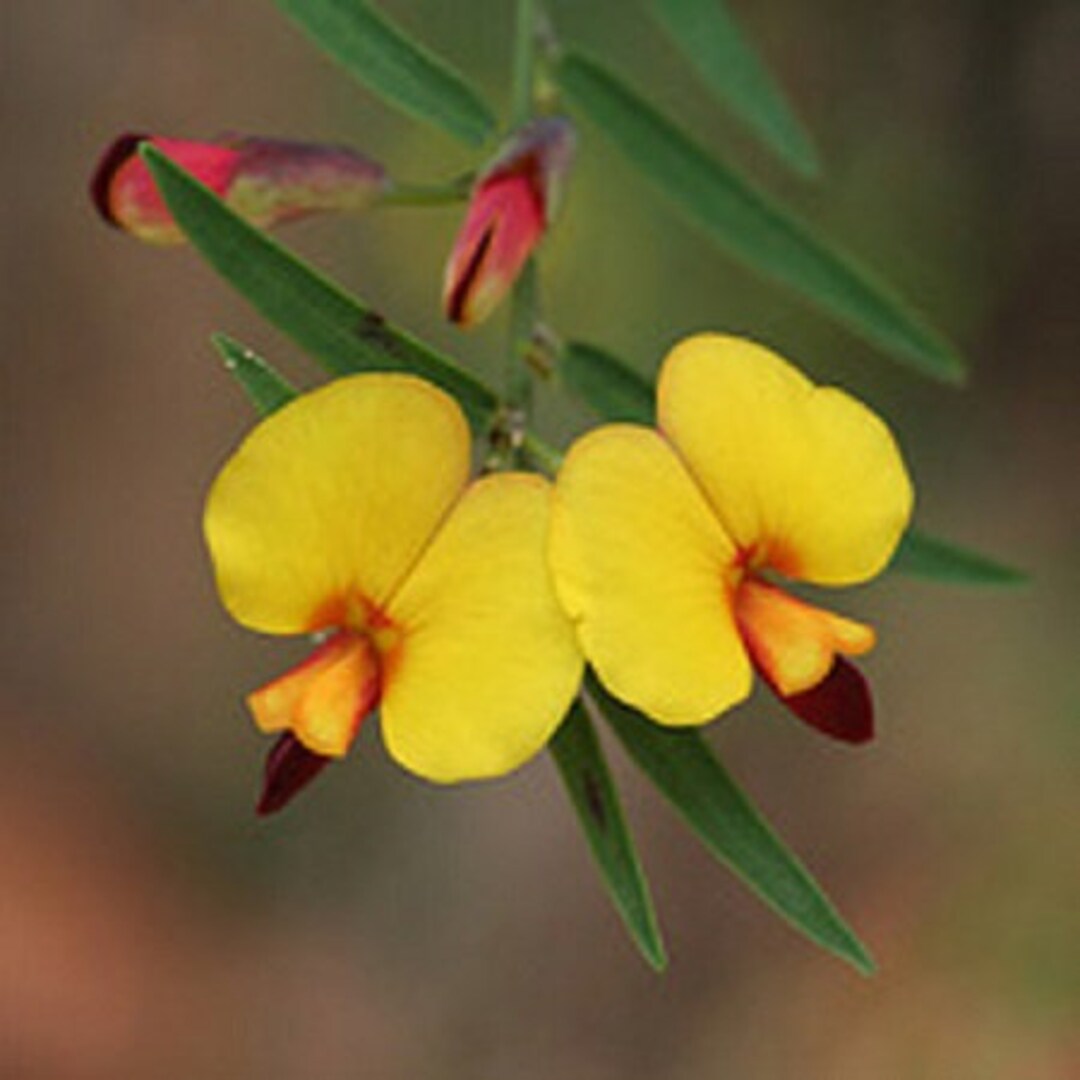 Water Bush Bossiaea Aquifolium 8 Seeds - Etsy