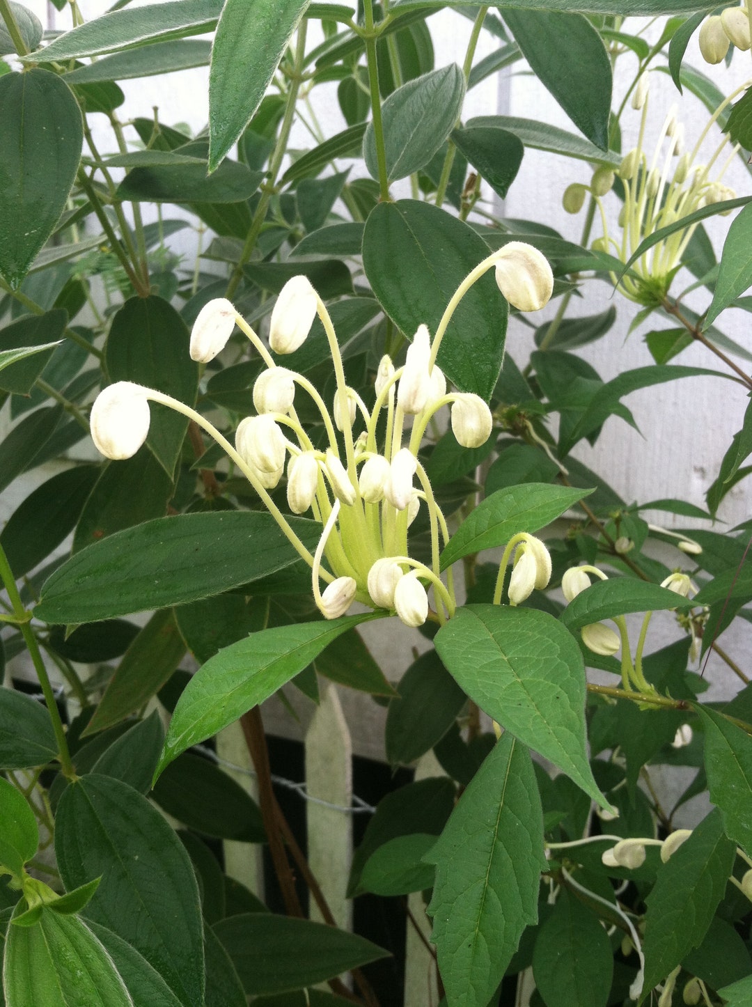Clerodendrum Incisum, Rotheca Musical Note Gallon Plant - Etsy