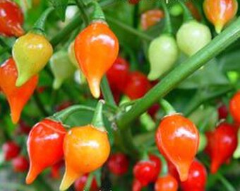 Sweety Drop Pepper Plant | Etsy