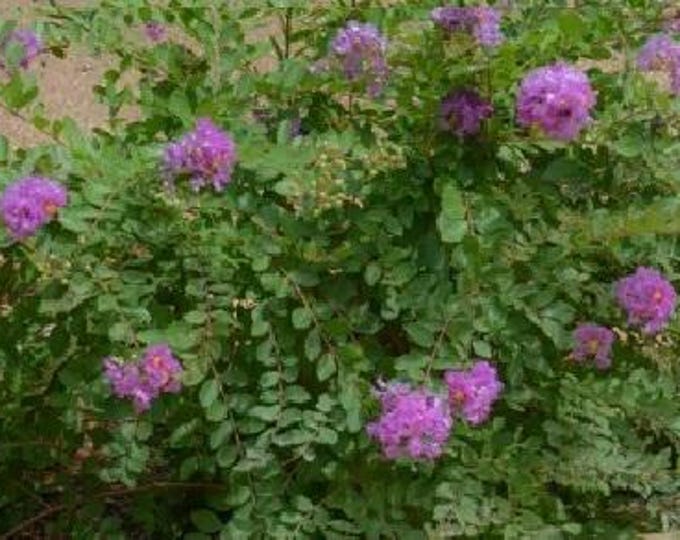 Weeping Crape Myrtle | Lagerstroemia | Deep Rose Miniature 10 Seeds - Etsy