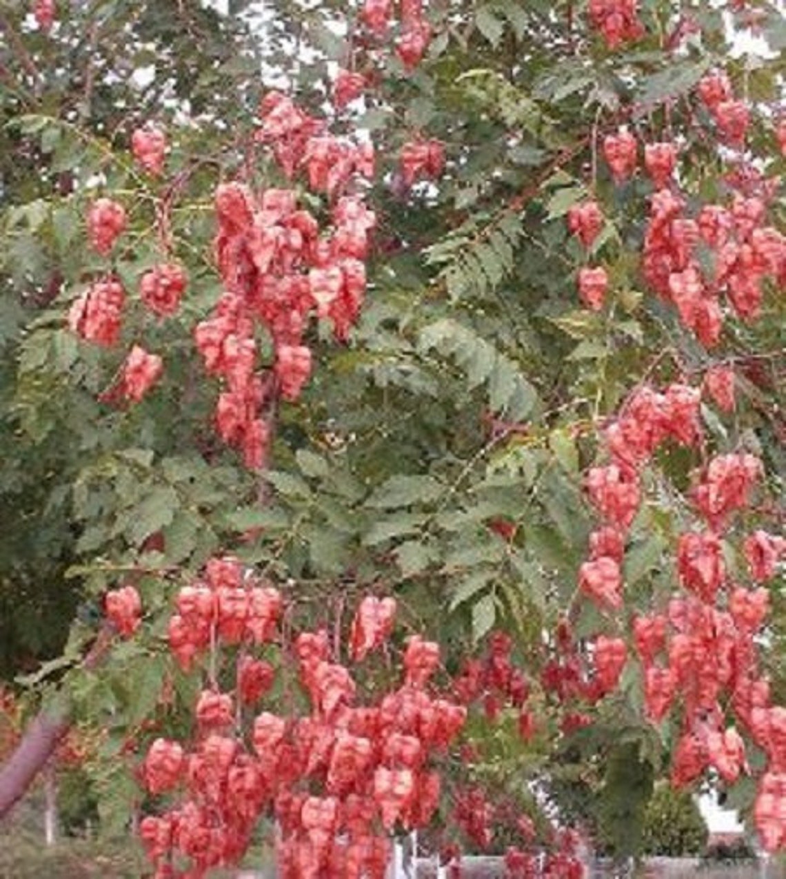 Koelreuteria Bipinnata Chinese Golden Rain Tree Plant - Etsy