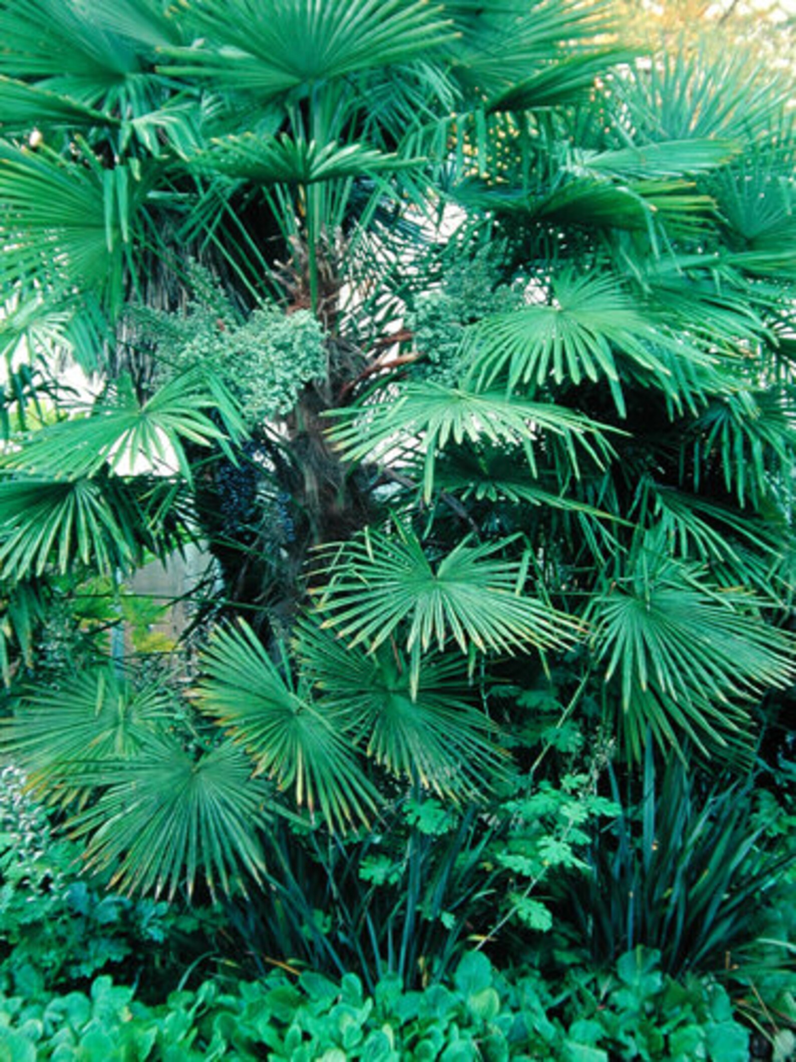 Chusan Palm Trachycarpus Fortunei 10 Seeds - Etsy