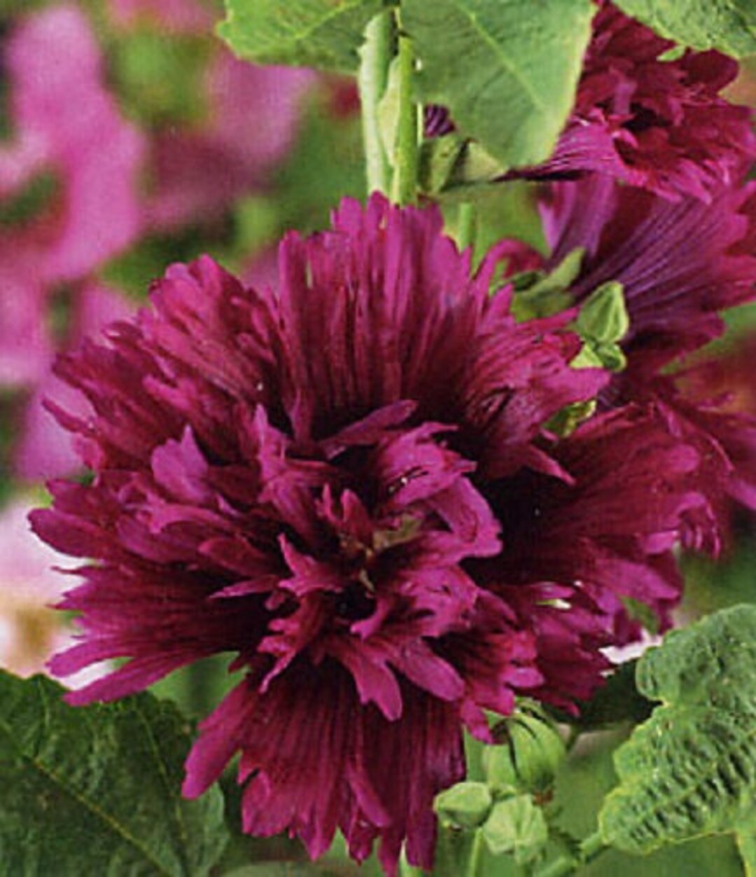 Alcea Rosea Queeny Mix 20 Seeds - Etsy