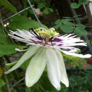 Extremely Rare Passiflora Dispar 5 Seeds - Etsy