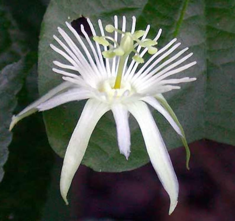 Pure White Passiflora Capsularis 5 Seeds - Etsy