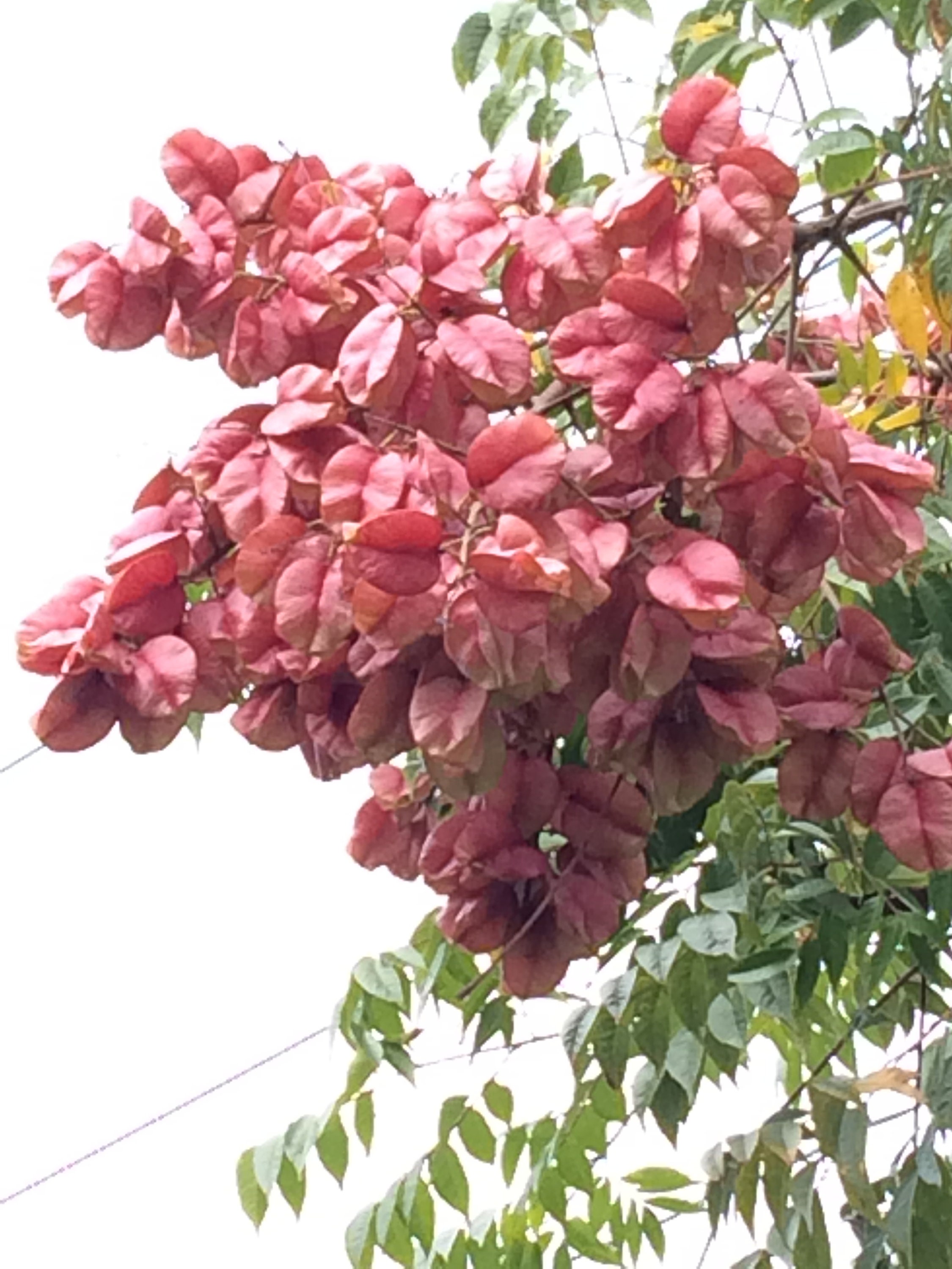 Koelreuteria Bipinnata Chinese Golden Rain Tree Quart Plant - Etsy
