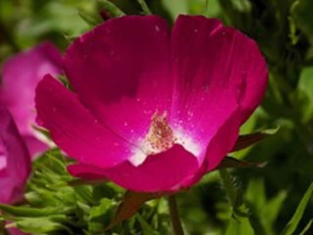 Purple Poppy Mallow Callirhoe Involucrata | 10 Seeds - Etsy