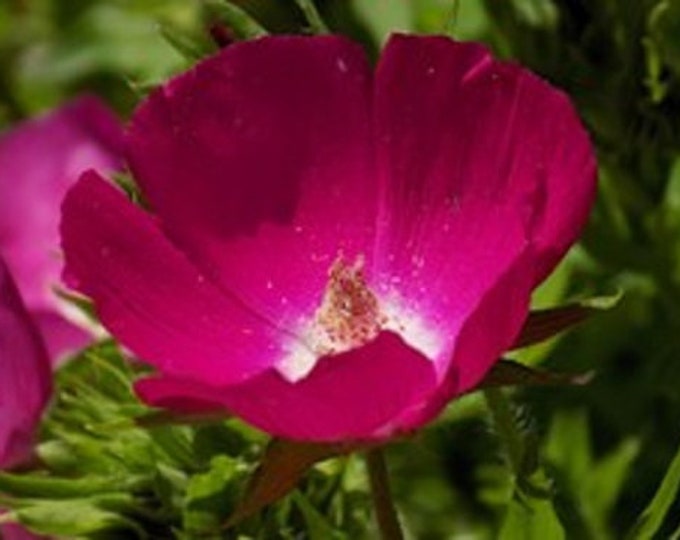 Purple Poppy Mallow Callirhoe Involucrata | 10 Seeds - Etsy