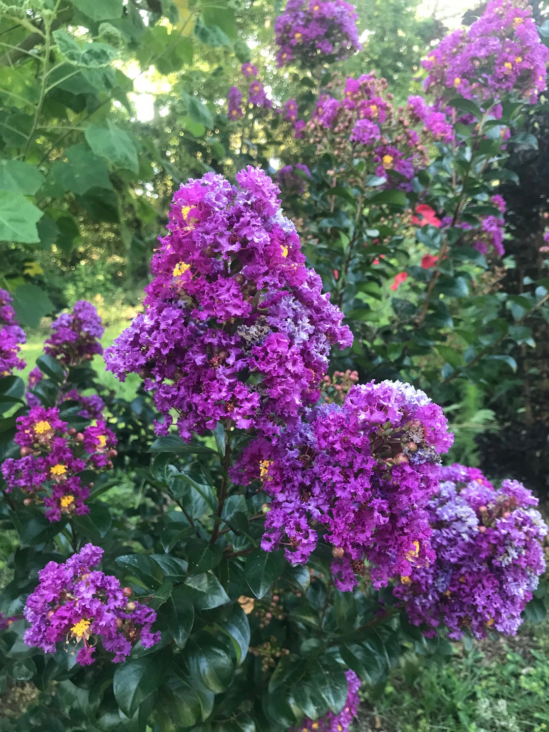 Purple Velvet | Dwarf Crape Myrtle | 20 Seeds - Etsy