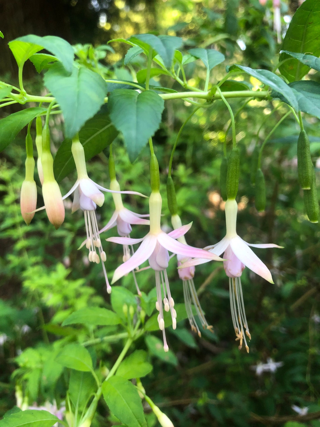 Maidens Blush Fuchsia Hardy Fuchsia Magellanica Var. Molinae 8 Seeds - Etsy