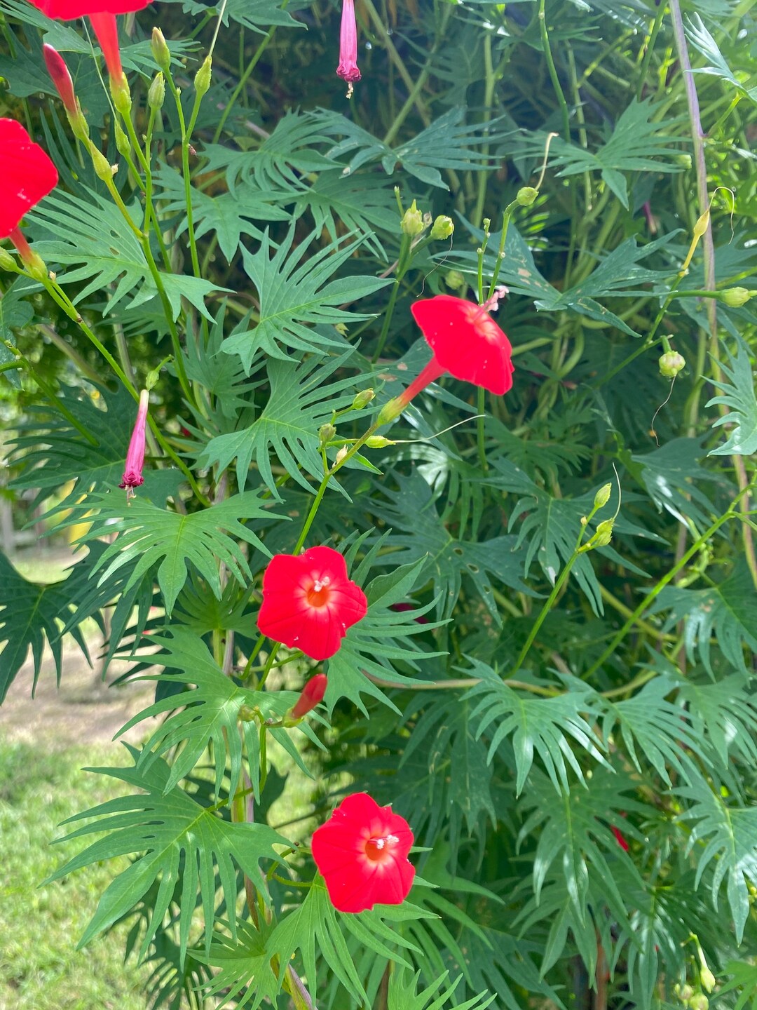 Morning Glory Ipomoea Multifida Cardinal Climber 10 Seeds - Etsy