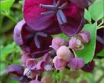 AKEBIA QUINATA Chocolate Vine Plant Approx 8-12 Inch Quart - Etsy