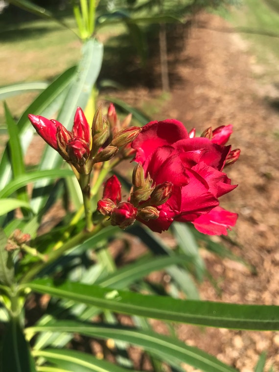 Hardy Red Plant Nerium Oleander - Etsy