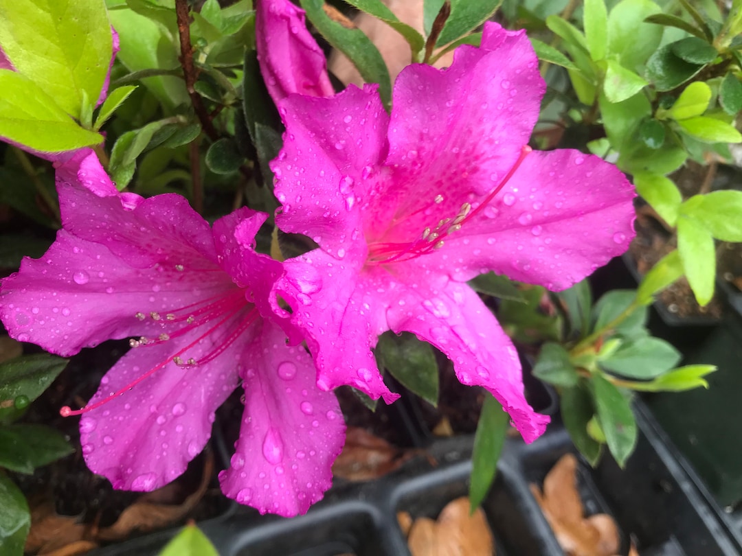 Azalea Formosa Purple Rhododendron Plant - Etsy