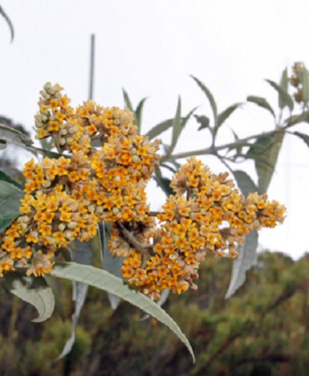 Buddleja Alpina Buddlitieia Nitida 50 Seeds - Etsy