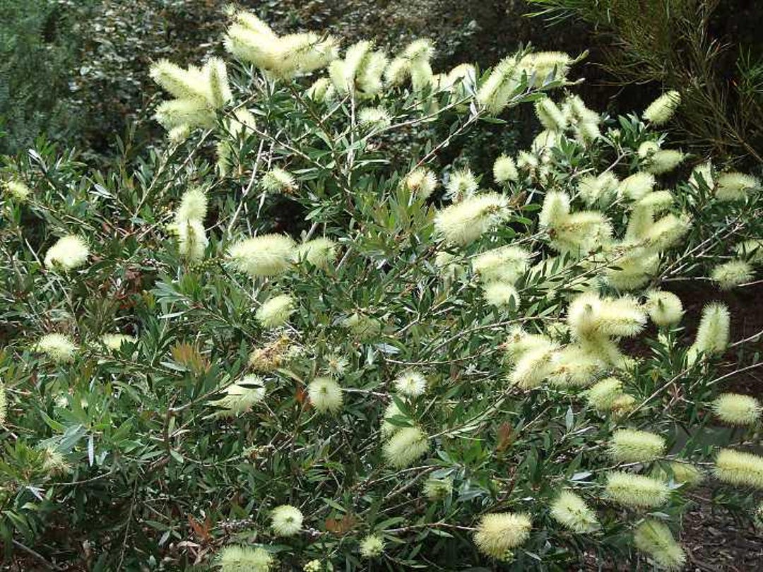 Callistemon Pallidus Lemon Bottlebrush 20 Seeds - Etsy