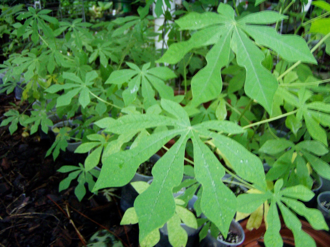 Tapioca Tree Manihot Grahamii 10 Seeds - Etsy
