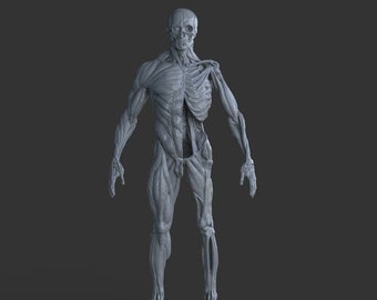 Human Skeleton Model, Anatomically Accurate Articulated by Leon ...