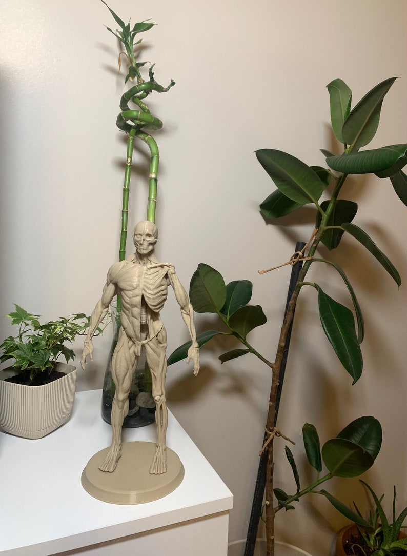 3D Printed Ecorche Model With Human Skeleton and Muscle System Anatomy ...