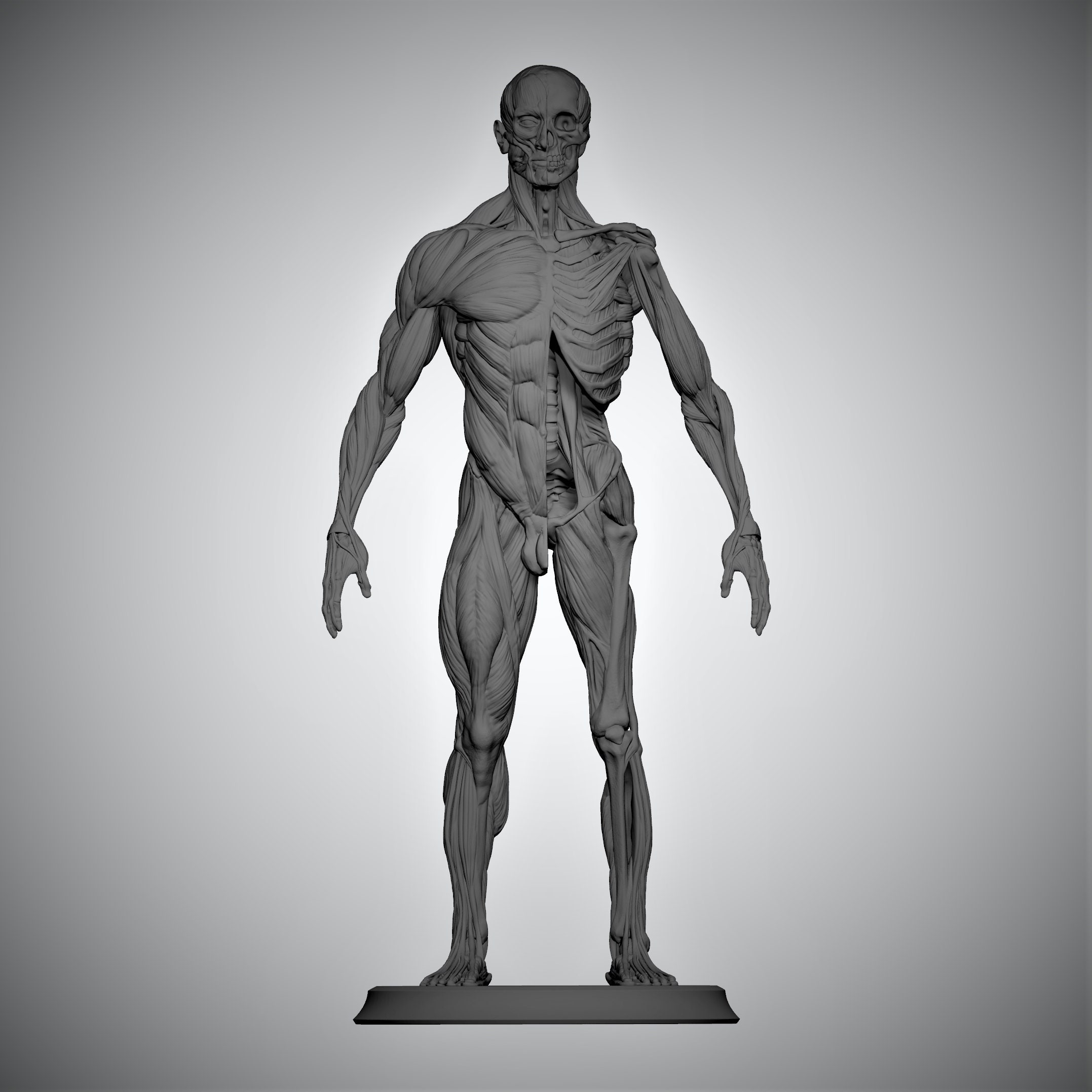 3D Printed Ecorche Model With Human Skeleton and Muscle System Anatomy ...