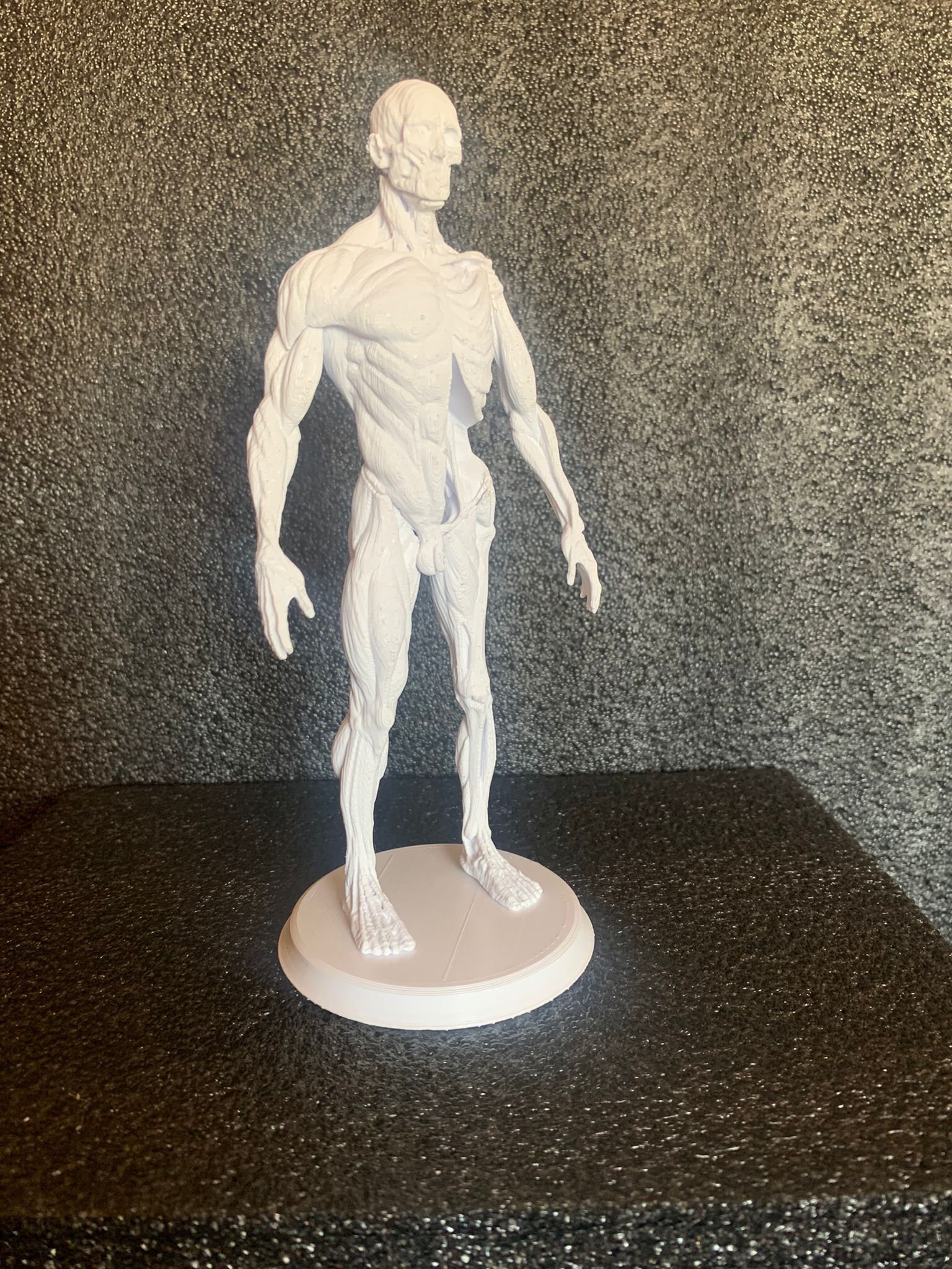 3D Printed Ecorche Model With Human Skeleton and Muscle System - Etsy ...