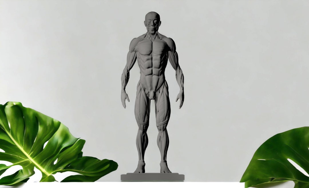 Human Ecorche Model 3D Printed Anatomy Art - Etsy