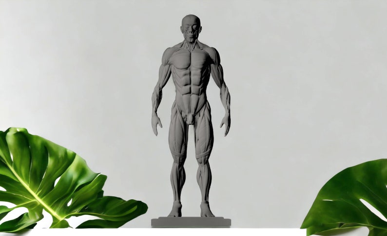 Human Ecorche Model 3D Printed Anatomy Art - Etsy