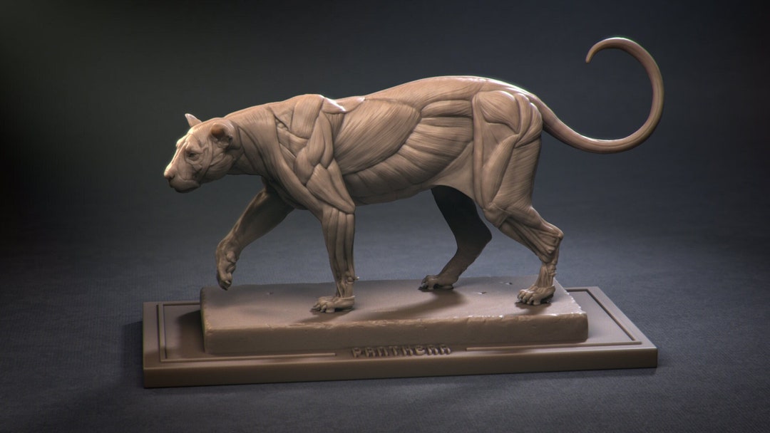 Unique 3D Printed Leopard Anatomy Sculpture: Half Leopard, Half Leopard ...