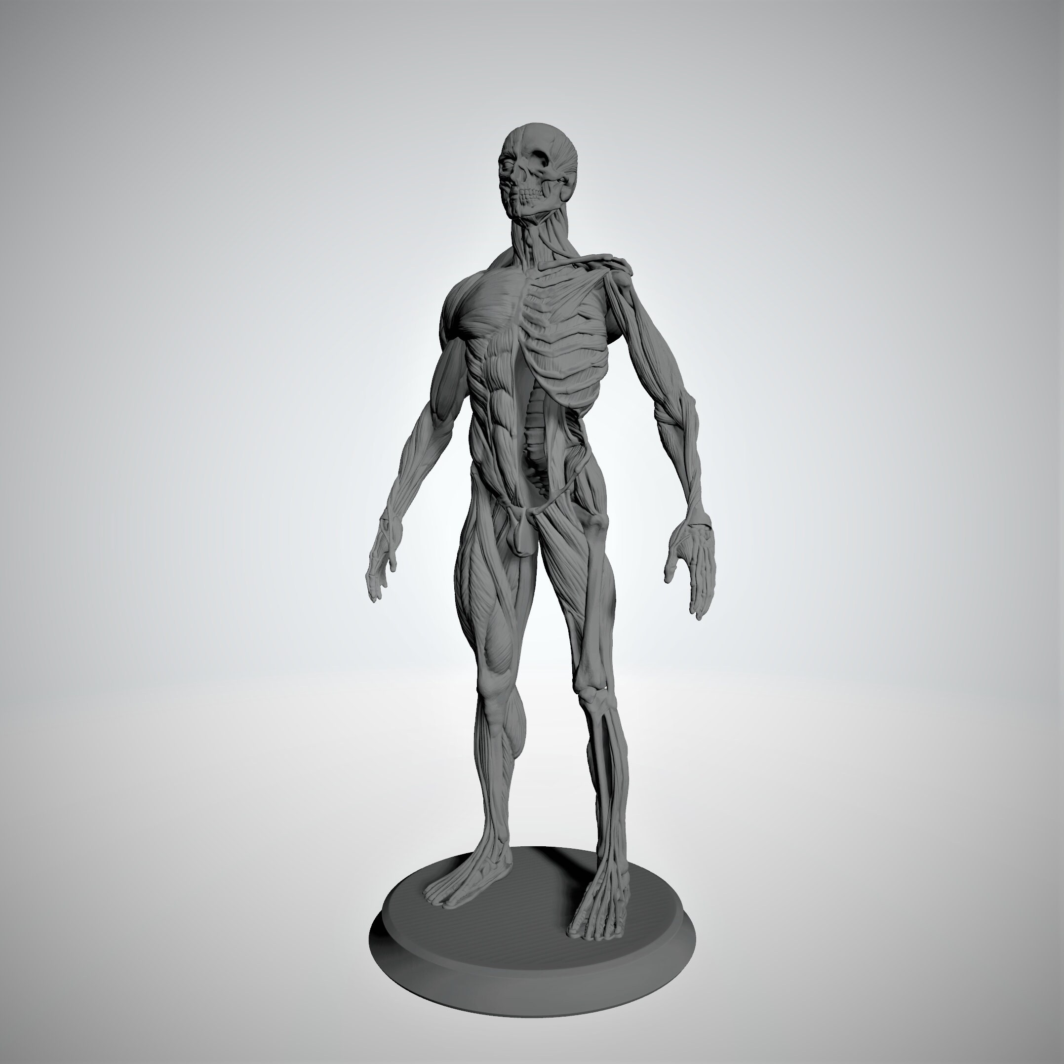 3D Printed Ecorche Model With Human Skeleton and Muscle System - Etsy ...