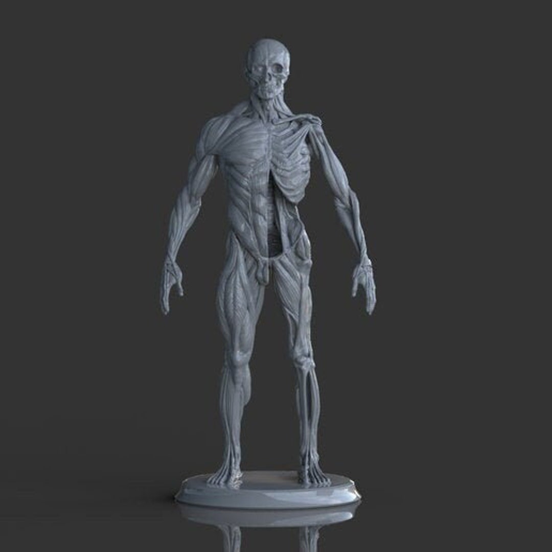3D Printed Ecorche Model With Human Skeleton and Muscle System Anatomy ...