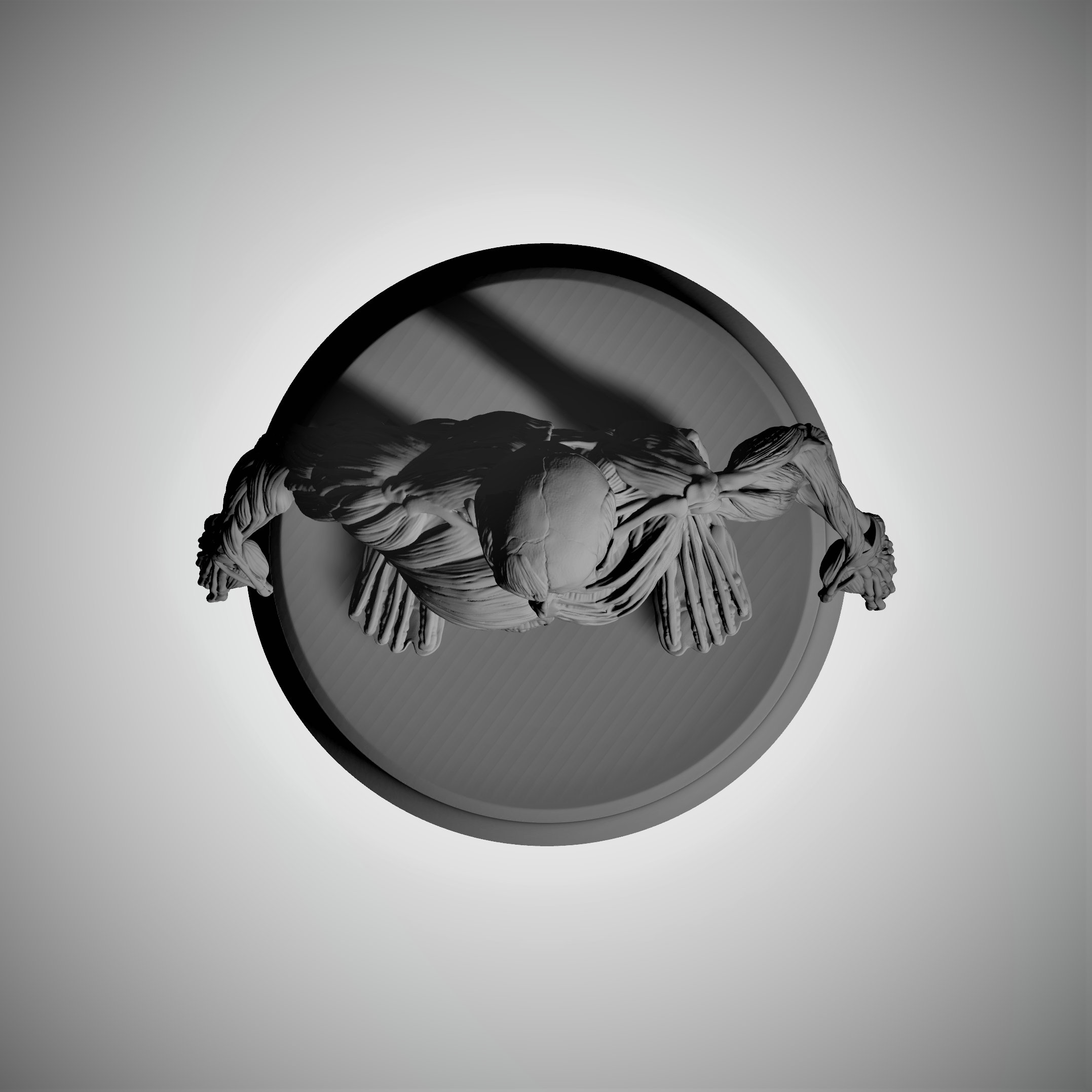 3D Printed Ecorche Model With Human Skeleton and Muscle System - Etsy ...