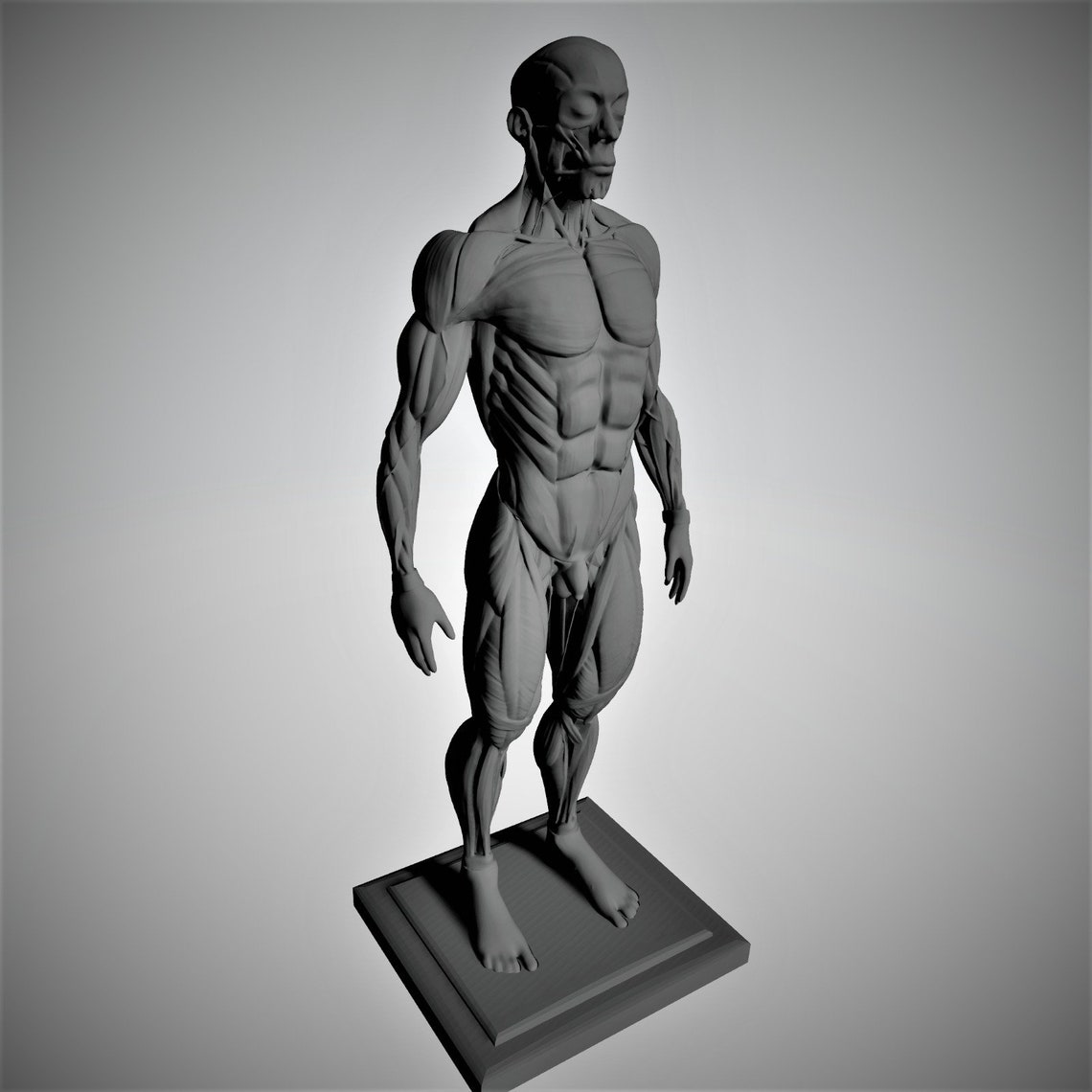 Human Ecorche Model 3D Printed Anatomy Art - Etsy