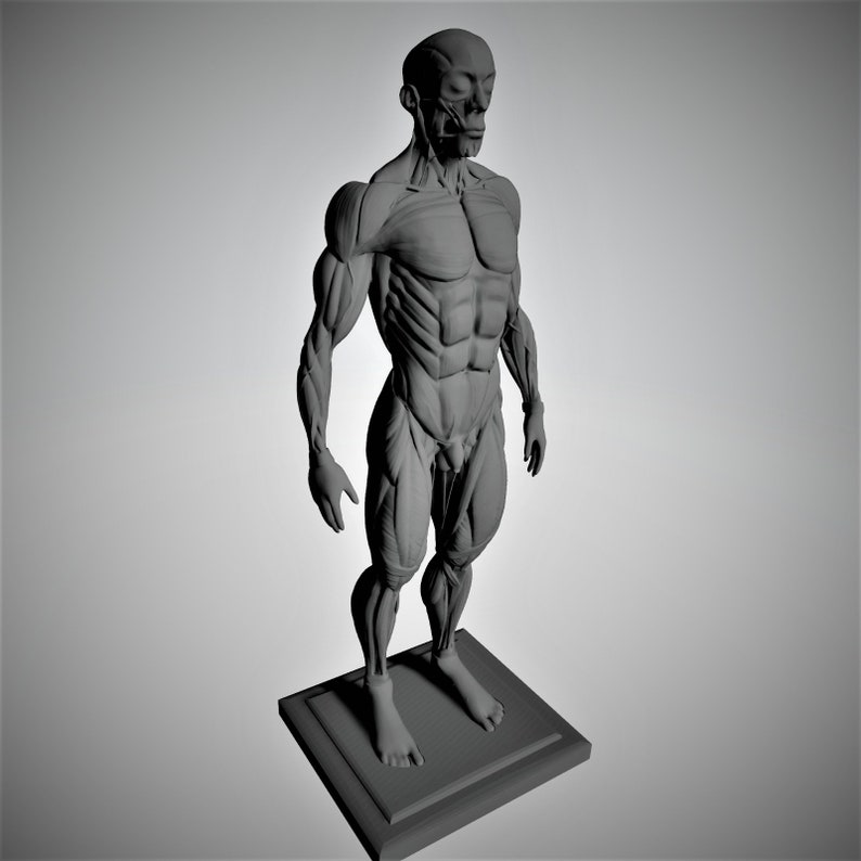 Human Ecorche Model 3D Printed Anatomy Art - Etsy