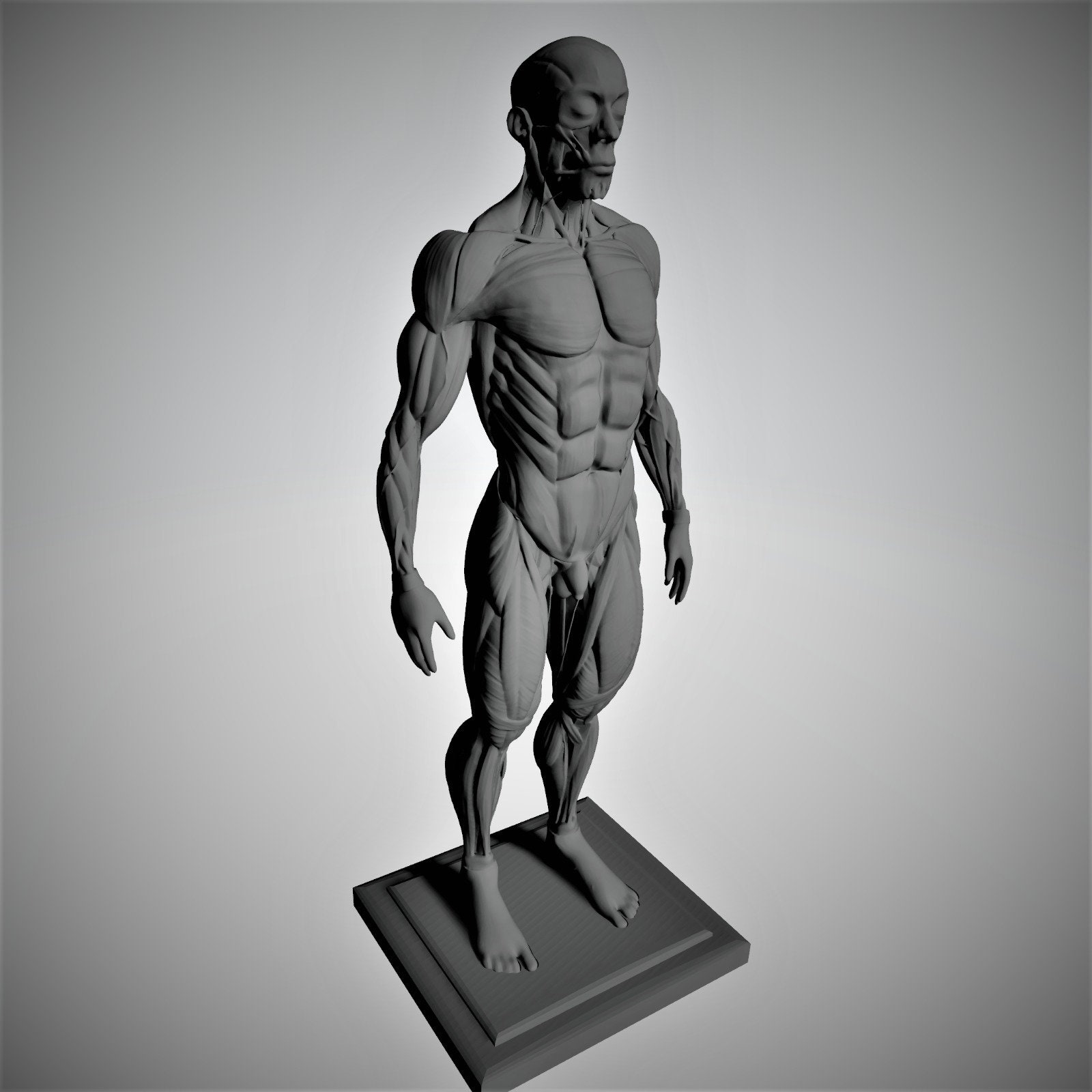 Human Ecorche Model 3D Printed Anatomy Art - Etsy