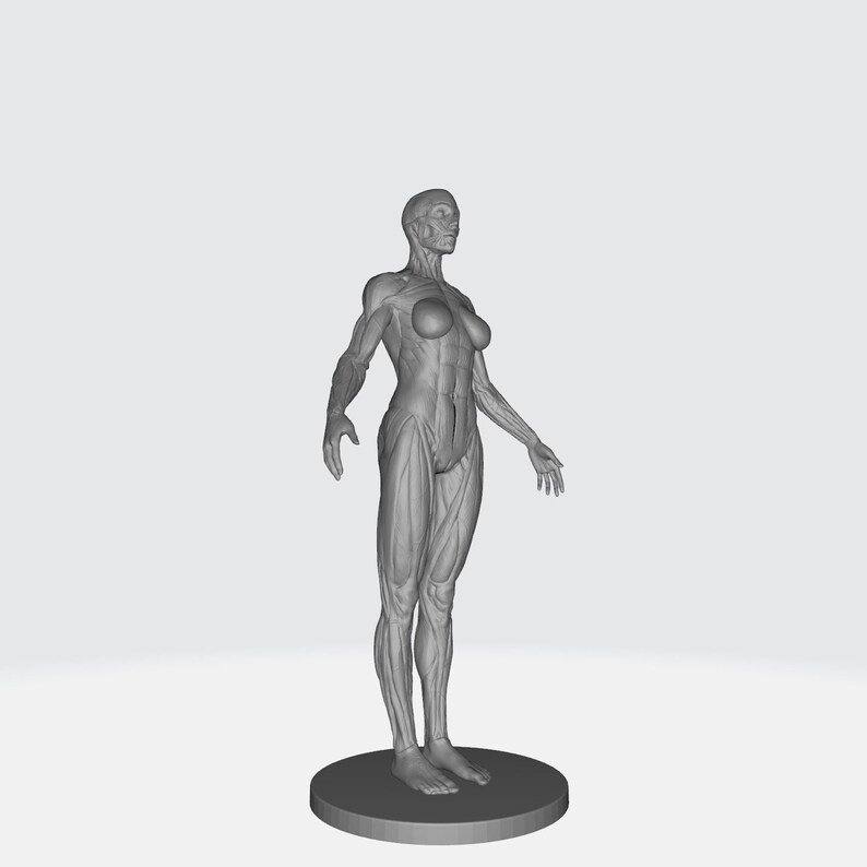 3D Printed Female Ecorche Anatomy Model - Etsy