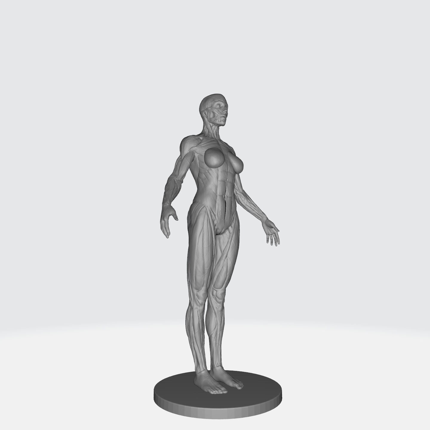 3D Printed Female Ecorche Anatomy Model - Etsy