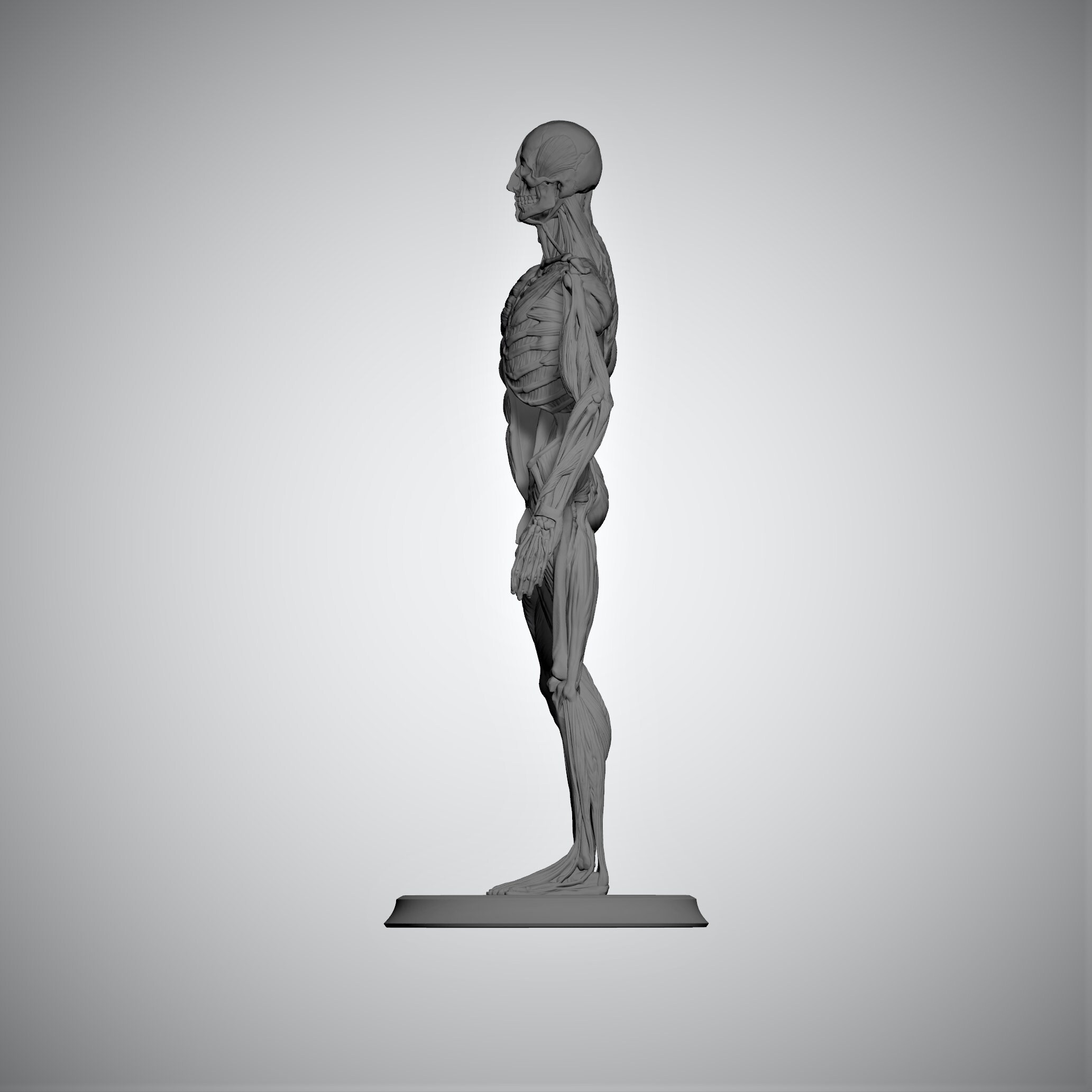 3D Printed Ecorche Model With Human Skeleton and Muscle System Anatomy ...