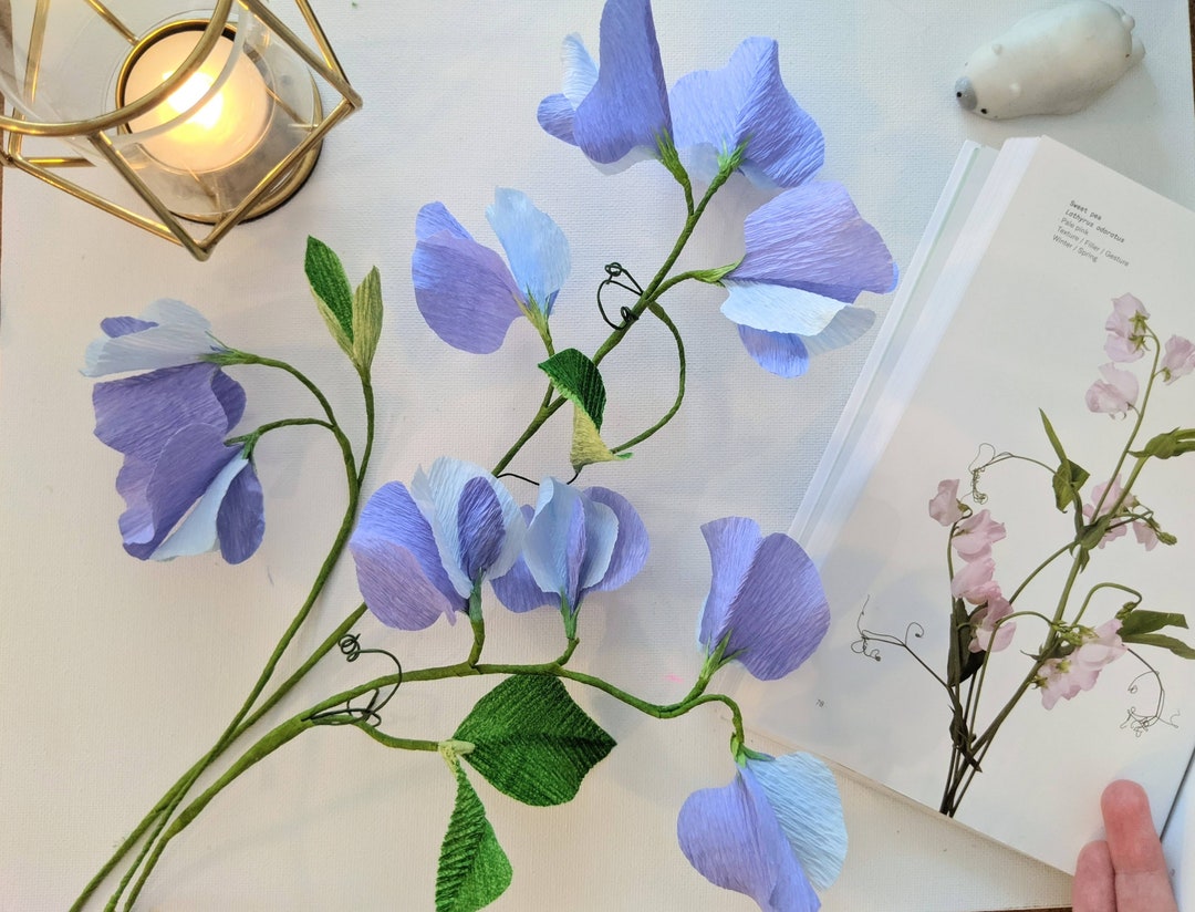 Sweet Pea// Morning Glory Vine// Everlasting Flower// Personal Gift - Etsy