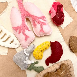 Human Anatomy Feltie Set, Human Anatomy , Human Body Feltie Set ...