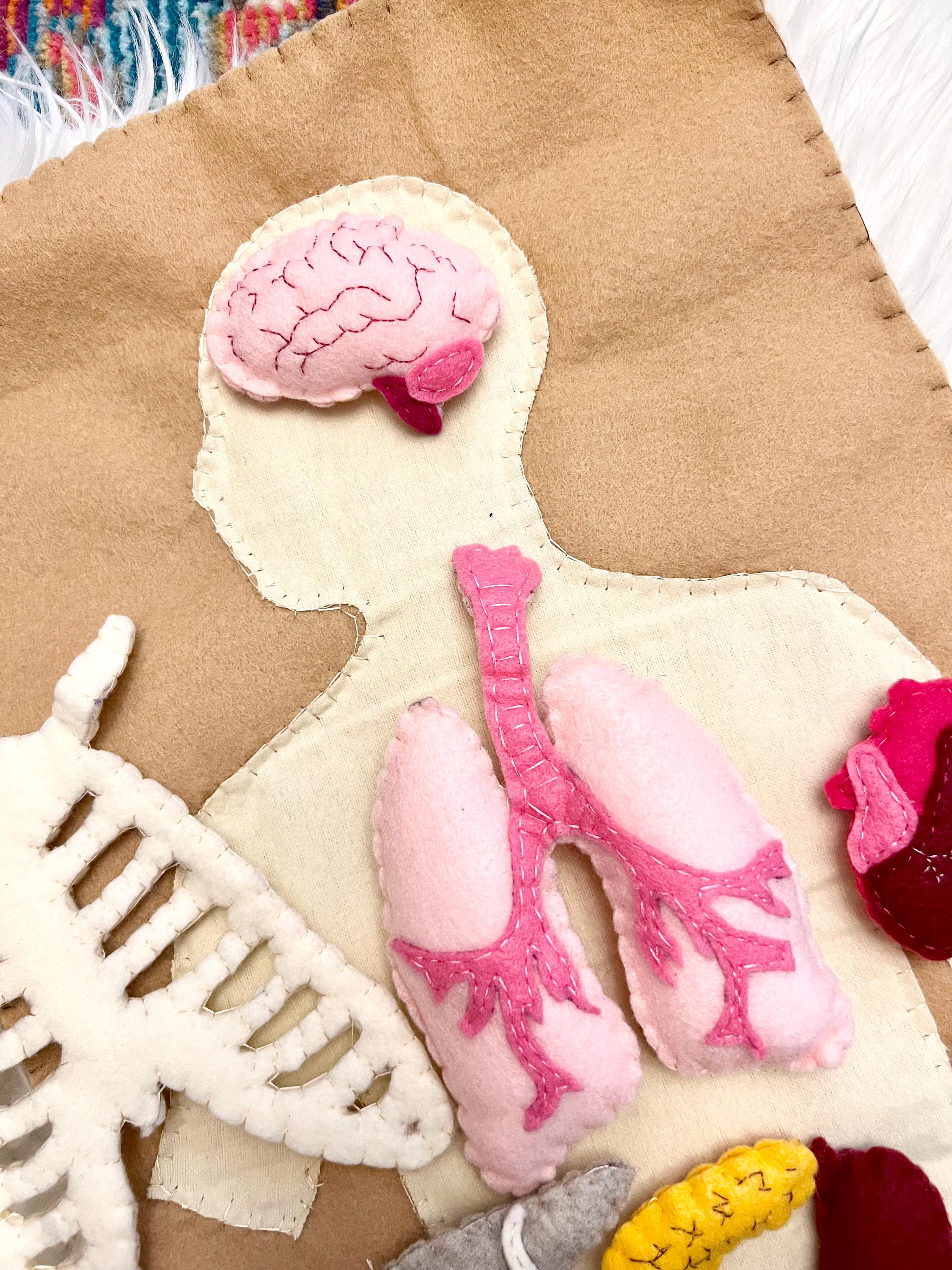 Human Anatomy Feltie Set, Human Anatomy , Human Body Feltie Set ...