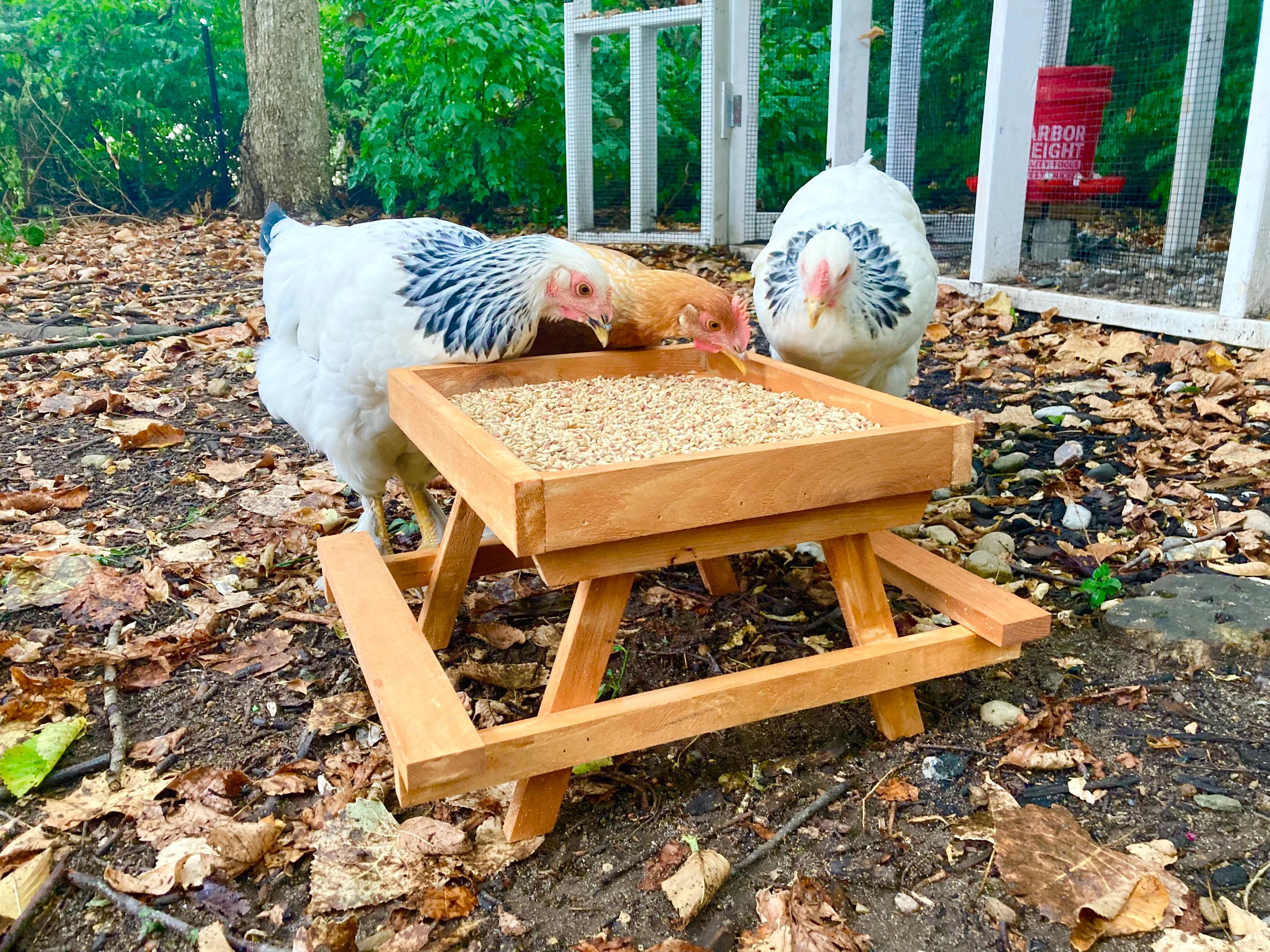 Chicken Picnic Table Chicnic Plan Instructions- Garden Decoration Plans ...
