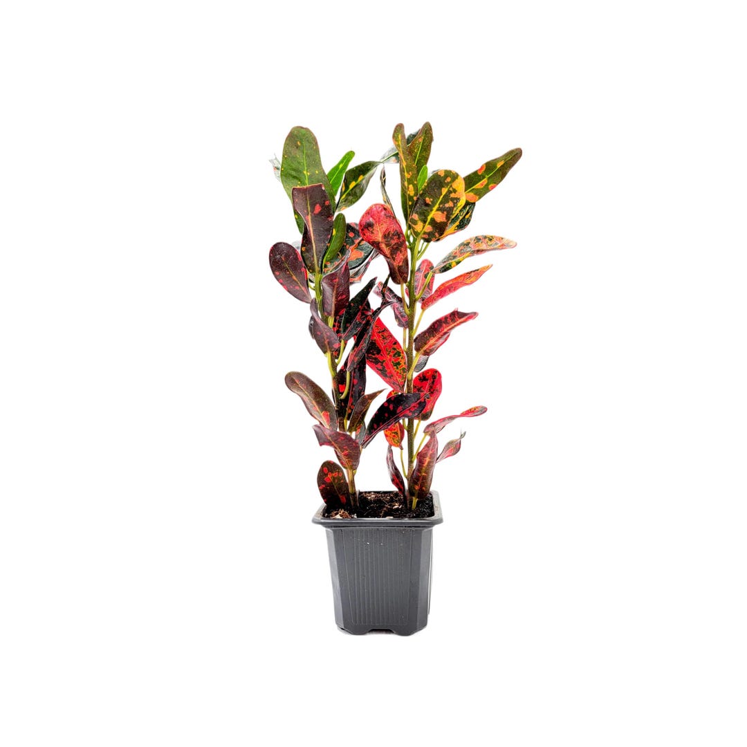 Croton Mammy - Codiaeum Variegatum Live Plant in 3-inch Pot, Vibrant ...