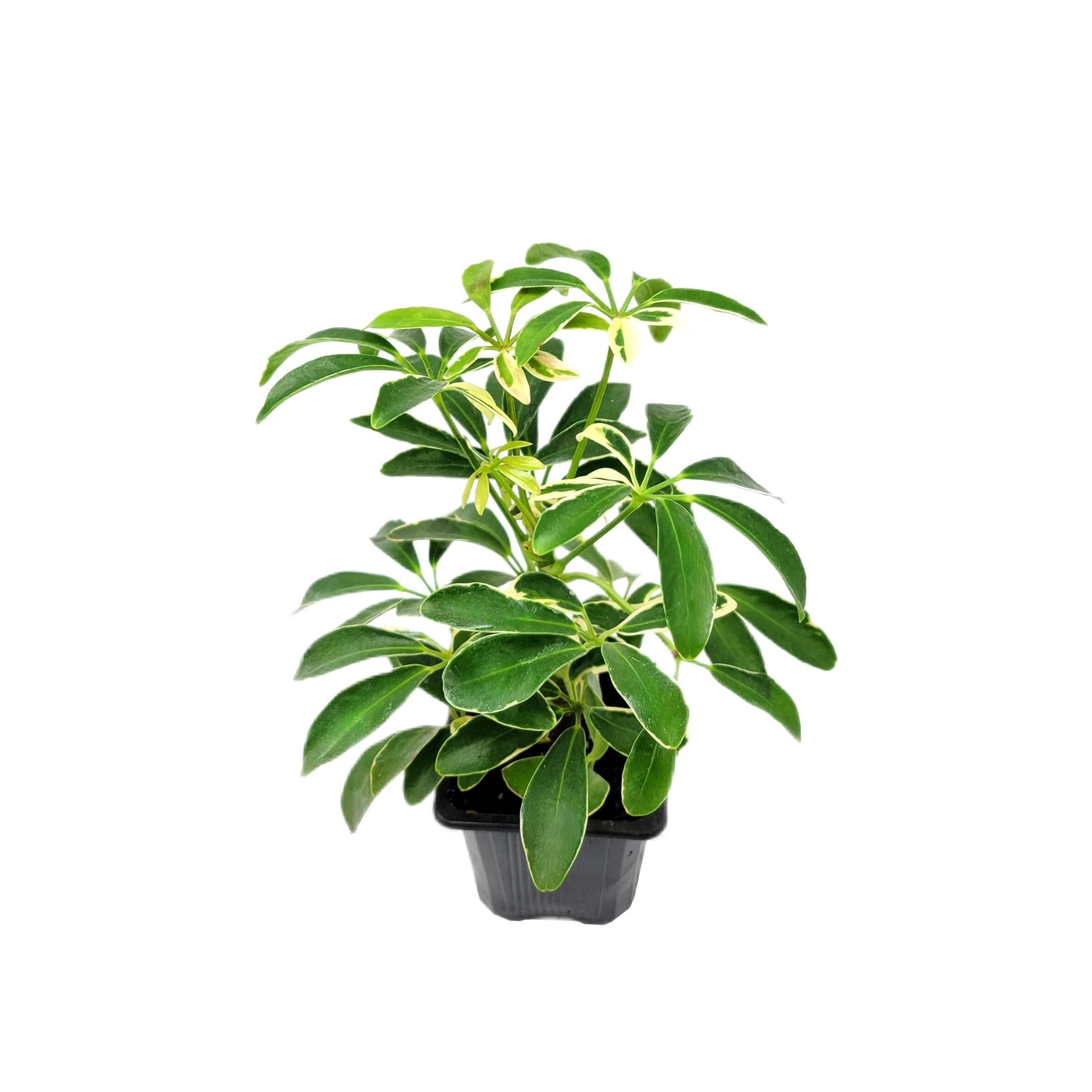 Arboricola Moondrop - Schefflera Arboricola Live Plant in 3-inch Pot ...