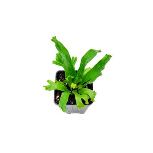 Bird Nest 'leslie' Fern, Asplenium Antiquum leslie Houseplants, Gift ...