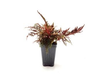 Fairy Garden Moss - Etsy